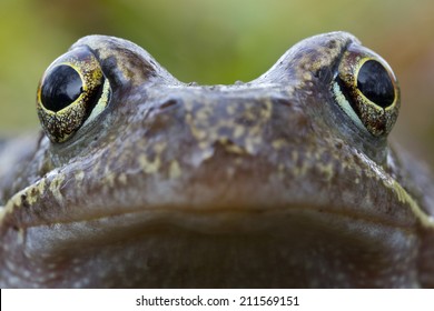 100,951 Frog eye Images, Stock Photos & Vectors | Shutterstock