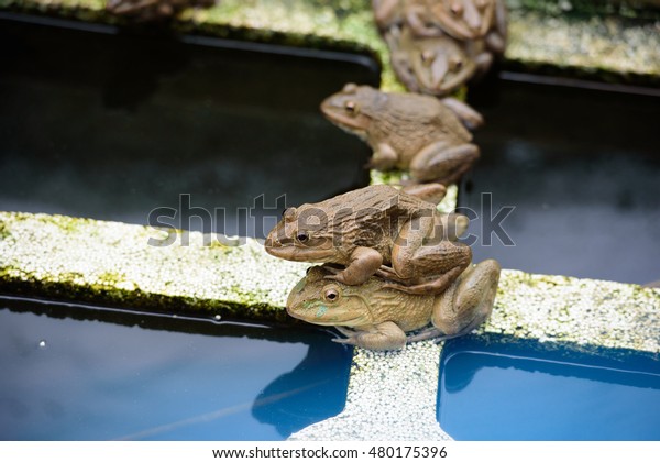Frog Farm Stock Photo (Edit Now) 480175396