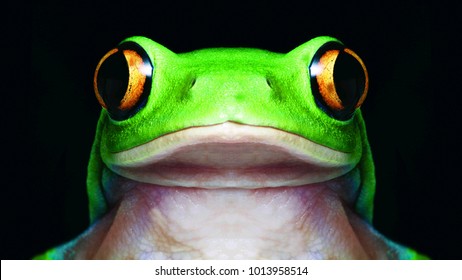 21,846 Frog Head Images, Stock Photos & Vectors | Shutterstock