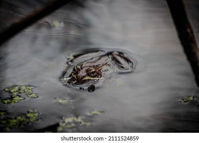 4,421 Frog floating in water with Images, Stock Photos & Vectors ...