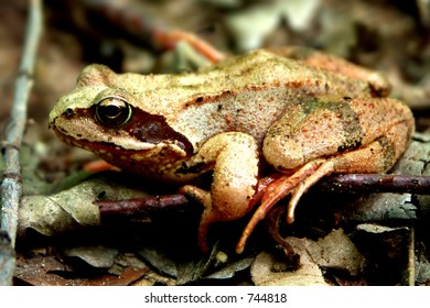 Stock Photo and Image Portfolio by Andrei Contiu | Shutterstock