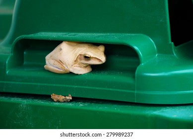 43 Frog trash bin: immagini, foto stock e grafica vettoriale | Shutterstock