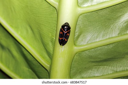 334 "frog hopper" Images, Stock Photos & Vectors | Shutterstock