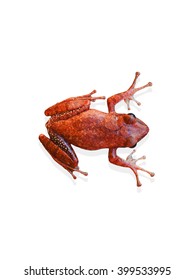 7,142 Frog feet Images, Stock Photos & Vectors | Shutterstock