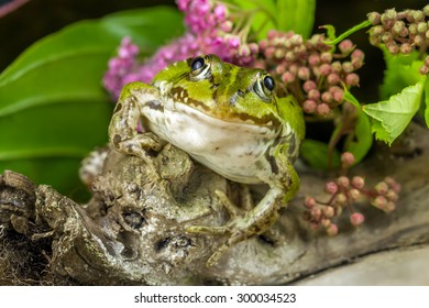 Frog Looking Stock Photo 300034523 | Shutterstock