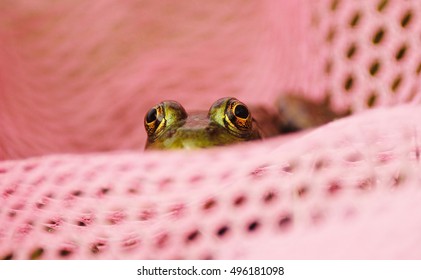 116 Frog staring camera Images, Stock Photos & Vectors | Shutterstock