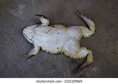 1,020 Frog Mushroom Stock Photos, Images & Photography | Shutterstock