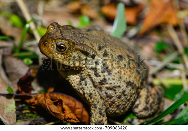 Frog Meadow Stock Photo 709063420 | Shutterstock