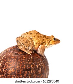 50 Frog coconut shell Images, Stock Photos & Vectors | Shutterstock