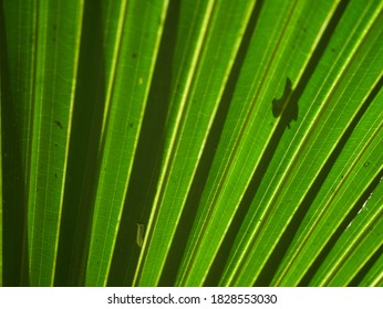100 Frog underneath Images, Stock Photos & Vectors | Shutterstock