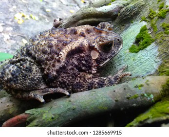 226 Toad Root Images, Stock Photos & Vectors | Shutterstock