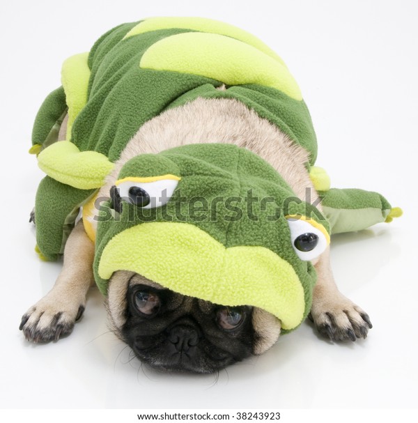 Frog Pug Laying Down Stock Photo (Edit Now) 38243923