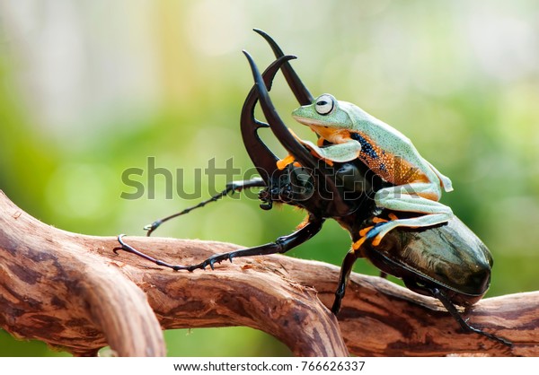 Frog Riding Bettle Stock Photo 766626337 | Shutterstock