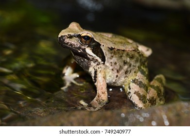 Frog River Stock Photo 749240977 | Shutterstock