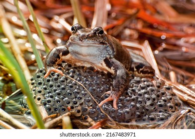818 Frog copulation Images, Stock Photos & Vectors | Shutterstock