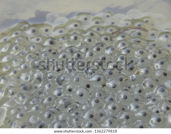 Frog Spawn Water Stock Photo 1362279818 | Shutterstock