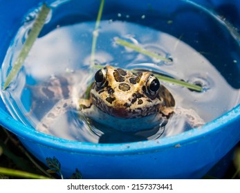 Frog Toad Bucket Stock Photo 2157373441 | Shutterstock
