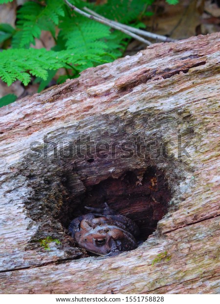 Frog Toad Inside Hole Rotten Log Stock Photo 1551758828 | Shutterstock