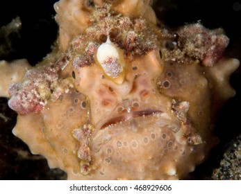 80 Close up giant frogfish Images, Stock Photos & Vectors | Shutterstock