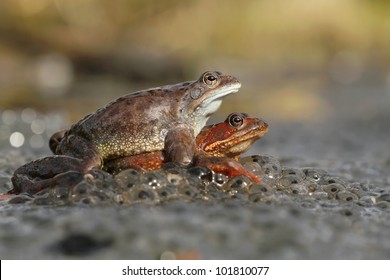 818 Frog copulation Images, Stock Photos & Vectors | Shutterstock
