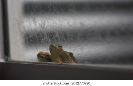 Frogs Looking Window Pair Toads Stock Photo 2032773920 | Shutterstock