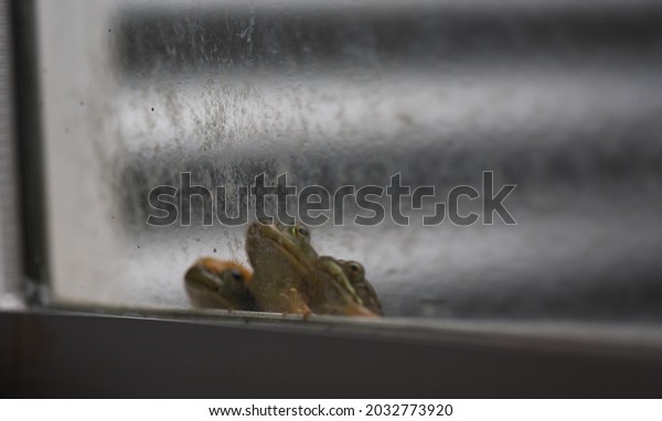 Frogs Looking Window Pair Toads Stock Photo 2032773920 | Shutterstock