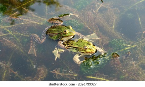 6,296 Frogs Mating Images, Stock Photos & Vectors | Shutterstock
