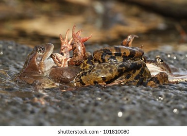 818 Frog copulation Images, Stock Photos & Vectors | Shutterstock