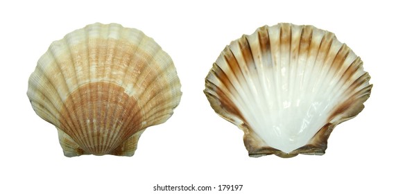Front Back Real Seashell On White Stock Photo 179197 | Shutterstock