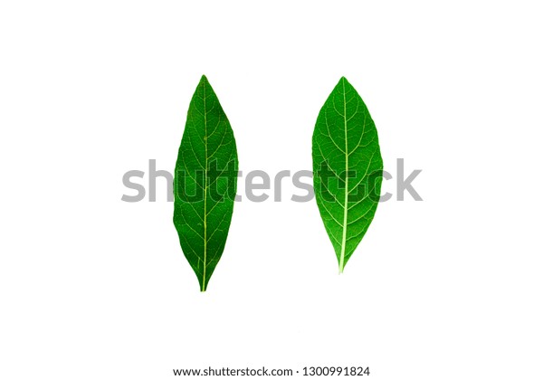 Front Back View Fresh Leaf Isolated Stock Photo 1300991824 | Shutterstock
