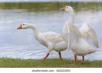 53 Back flap duck Images, Stock Photos & Vectors | Shutterstock