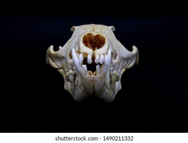 Red Fox Skull Front