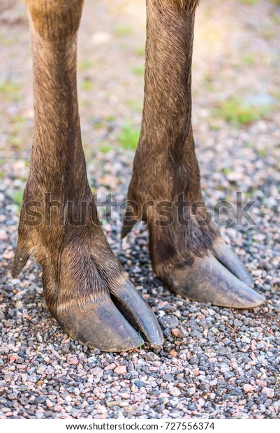 2,557 Moose Hoof Images, Stock Photos & Vectors | Shutterstock