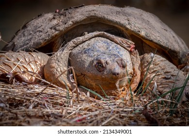 794 Snapping turtle eye Images, Stock Photos & Vectors | Shutterstock