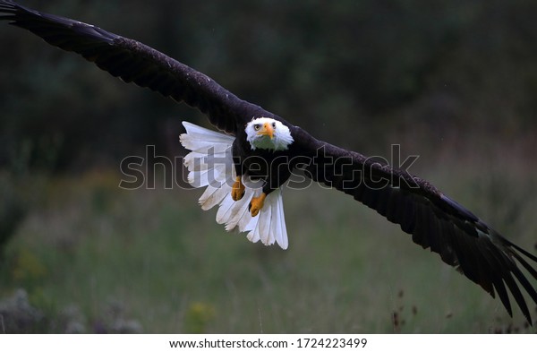 Front View Bald Eagle Flight Stock Photo 1724223499 | Shutterstock