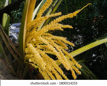 Front View Coconut Tree Flower Having Stock Photo 1800514255 | Shutterstock