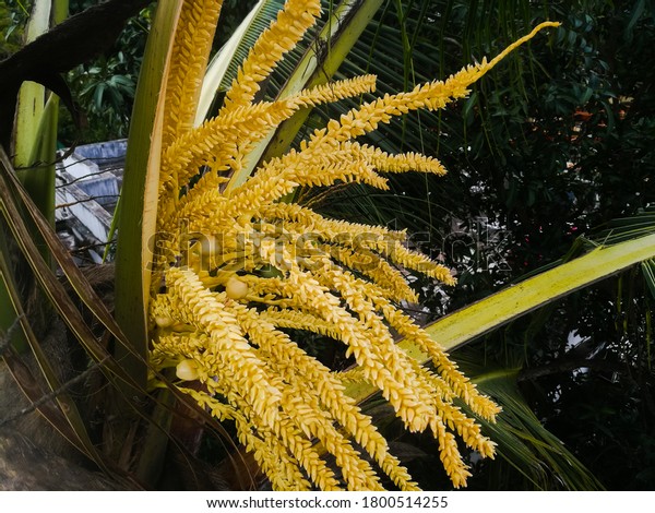 Front View Coconut Tree Flower Having Stock Photo 1800514255 | Shutterstock