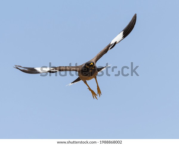 Front View Common Myna While Flying Stock Photo 1988868002 | Shutterstock
