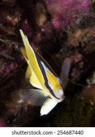 Front View Fish Stock Photo 254687440 | Shutterstock