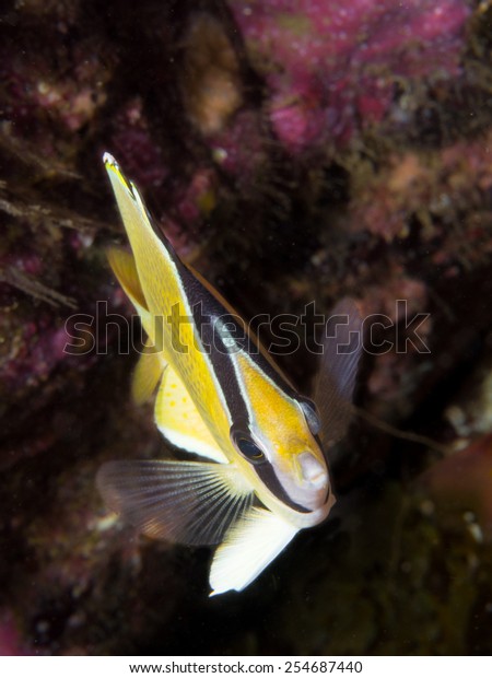 Front View Fish Stock Photo 254687440 | Shutterstock