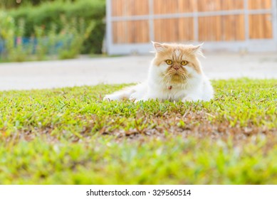 Front View Grumpy Persian Cat Facing Stock Photo 329560514 | Shutterstock