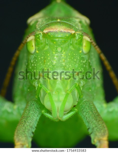Front View Head Katydid Stock Photo 1756933583 | Shutterstock