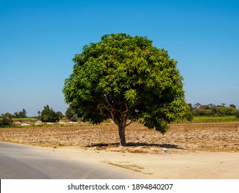 Front View Large Mango Tree Fully Stock Photo 1894840207 | Shutterstock