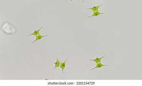 Front View Microalgae Genus Staurastrum Species Stock Photo 2201154729 ...