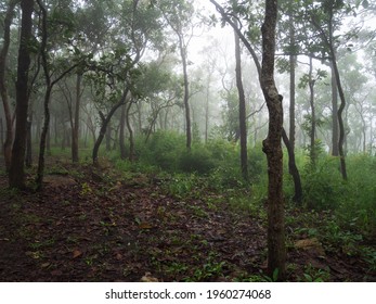 1,873 Sparse woods Images, Stock Photos & Vectors | Shutterstock