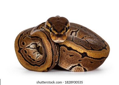 618 Snake facing camera Images, Stock Photos & Vectors | Shutterstock