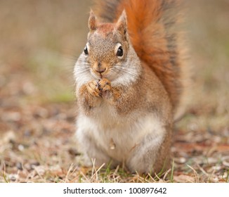 3,565 Squirrel front Images, Stock Photos & Vectors | Shutterstock