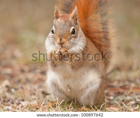 Front View Red Squirrel Stock Photo (Edit Now) 100897642 - Shutterstock