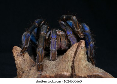 Front View Spider Tarantula Stock Photo 1024630660 | Shutterstock