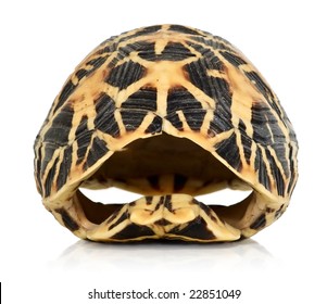 413 Empty turtle shell Images, Stock Photos & Vectors | Shutterstock
